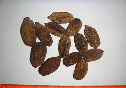 Орех серый, черный, маньчжурский (семена)