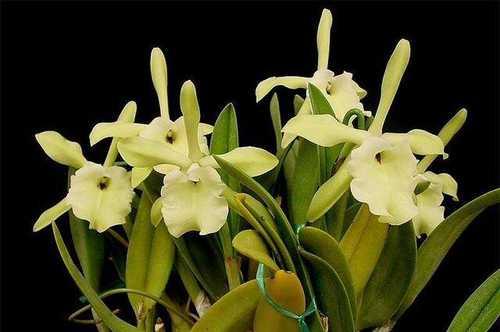 Орхидея каттлея (брассавола, ринхолелия)
