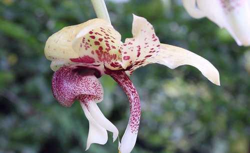 Stanhopea hernandezii, орхидея стангопея