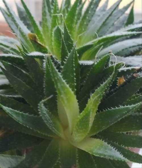 Алоэ остистое (Aloe aristata)