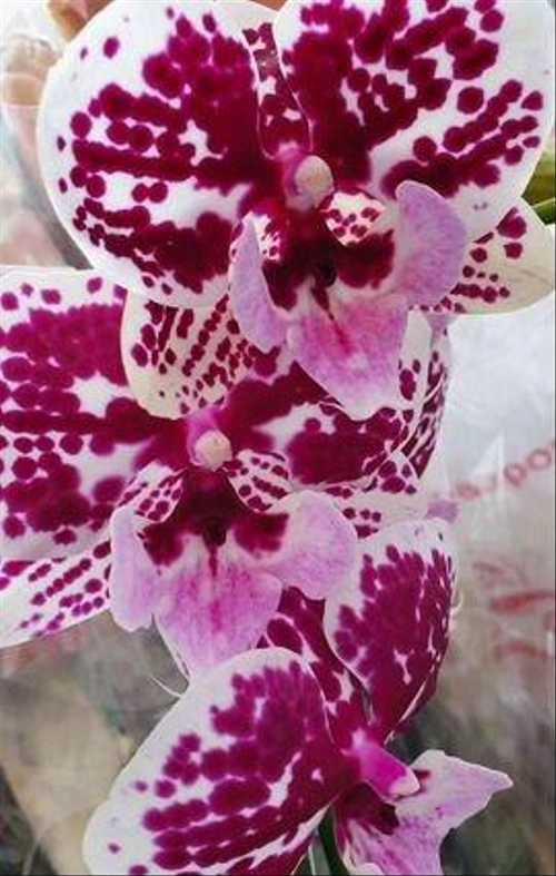Орхидея фаленопсис Биг Лип big lip 95107