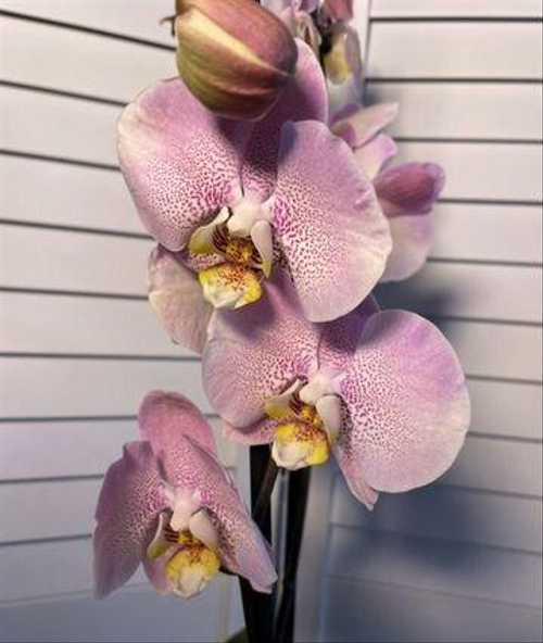 Орхидея фаленопсис тестовый сорт