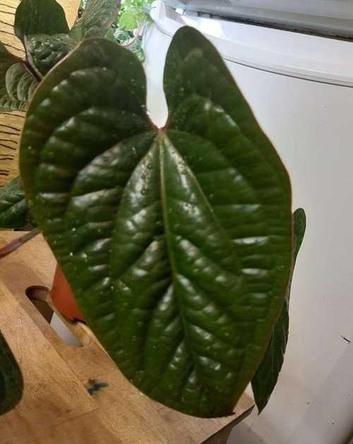 Антуриум Sirih (radicans x dressleri)