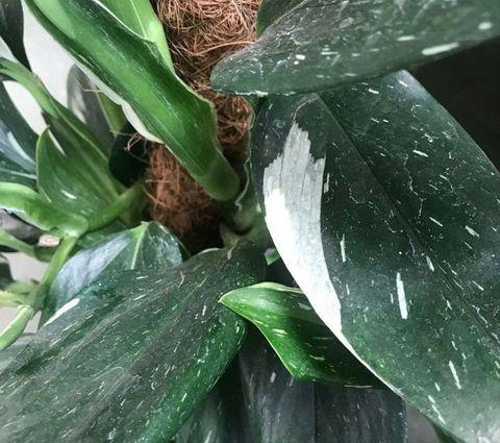 Филодендрон Кобра Philodendron cobra
