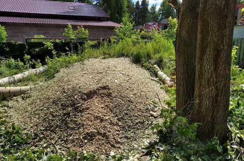 Щепа древесная и дрова тополя, бесплатно