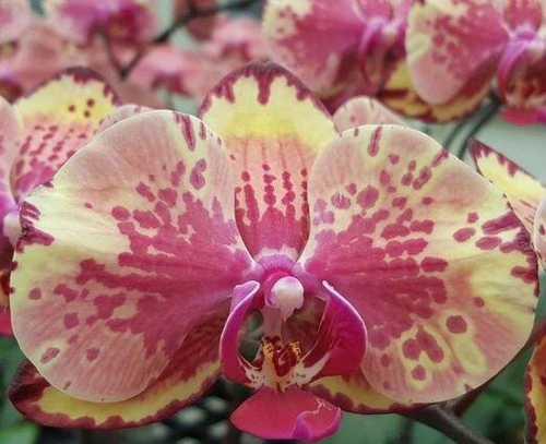 Фаленопсис орхидея редкий сорт