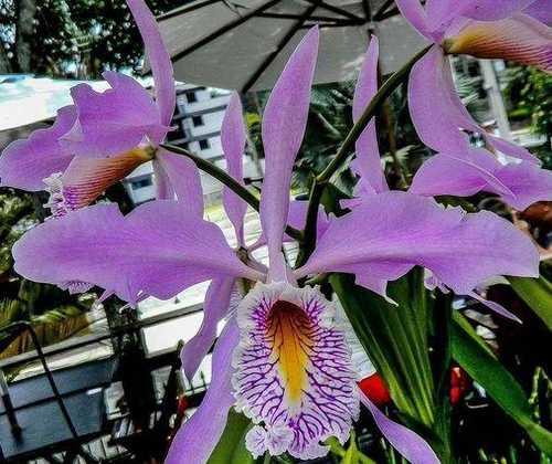 Cattleya Percimax (C percivaliana x C maxima)