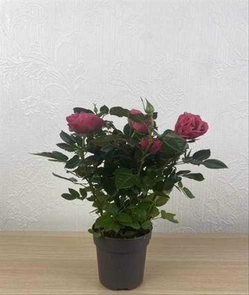 Роза victoria / горшечные растения цветы