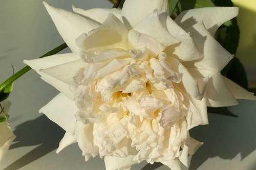 Роза комнатная Чайная(или Венгерка,Бенгальская)