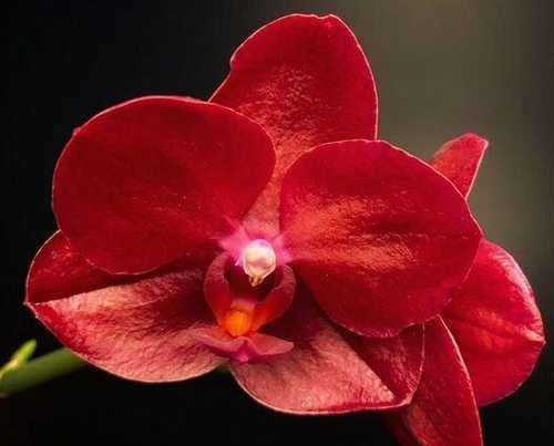 Орхидея фаленопсис Phal. Haur Jih Fancy 'A06669'