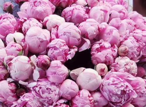 Свежие пионы 51 шт