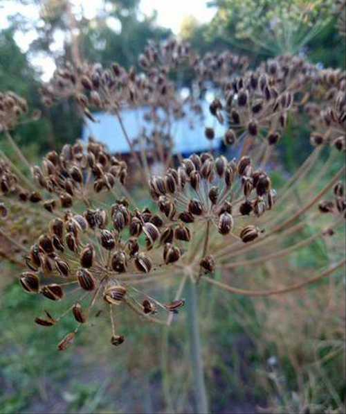 Семена укропа