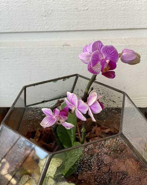 Флорариум с мини орхидеей