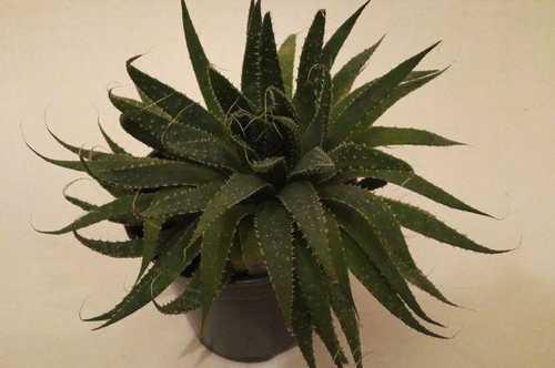Алоэ остистое (Aloe Aristata)
