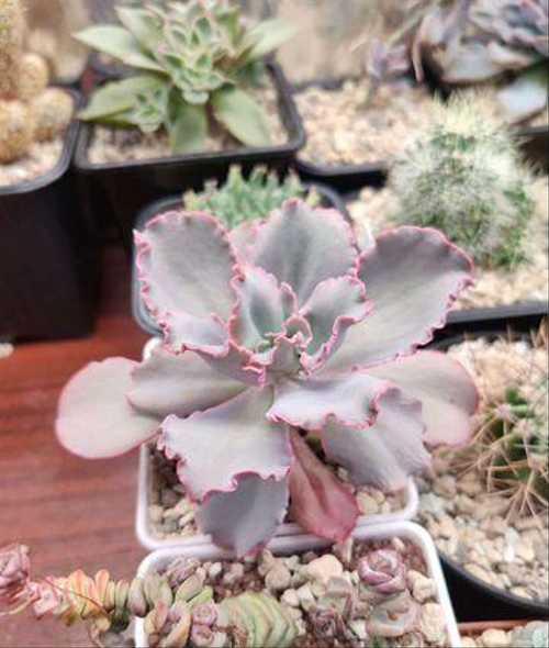 Echeveria Эхеверия Эчиверия Кудрявая детка суккуле