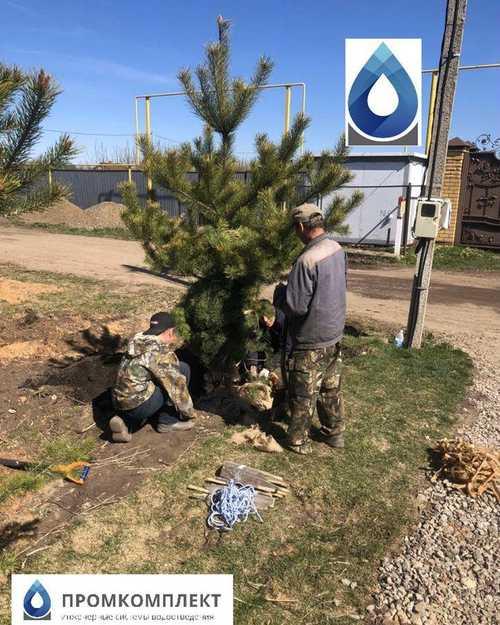 Сосна обыкновенная 3,8 метра с Доставкой