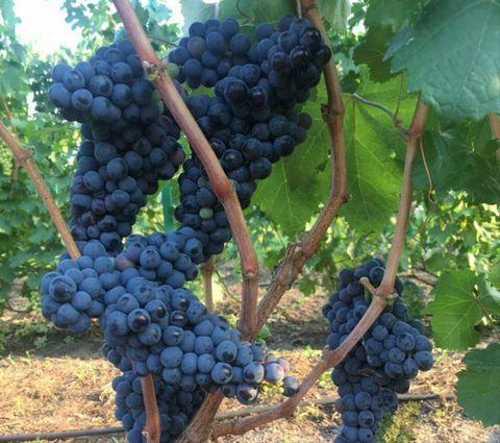 Саженцы винограда винных сортов (технический)