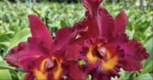 Rlc.Chao Praya Red