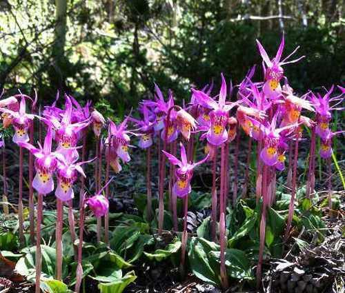 Калипсо (лат. Calypso bulbosa) орхидея и другие