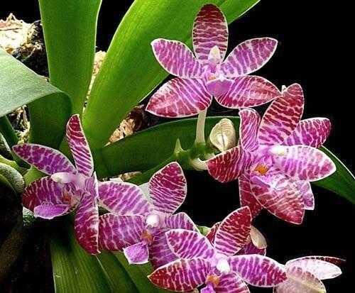 Орхидея Phalaenopsis luddemaniana