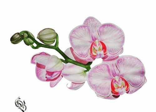 Акварельная картина "Орхидея"