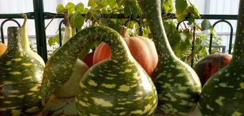 Семена и плоды декоративной тыквы лагенарии