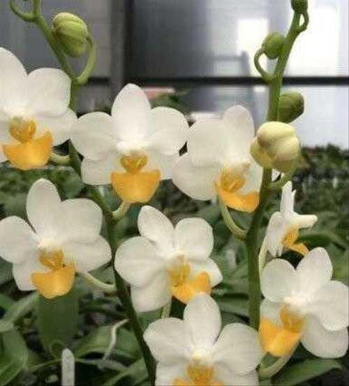 Орхидея фаленопсис Liu's Triprince 'yellow Lip