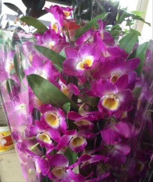 Орхидея дендробиум и камбрия и много много других