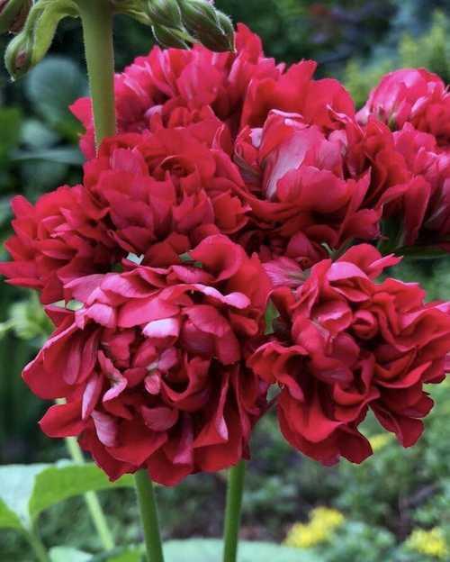 Пеларгония Живые Розы