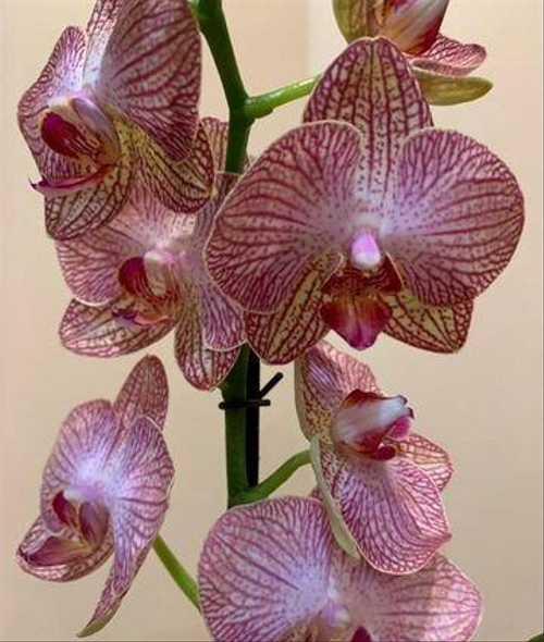Орхидея фаленопсис Ровелло