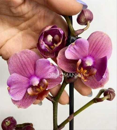 Орхидея фаленопсис редкий бантик
