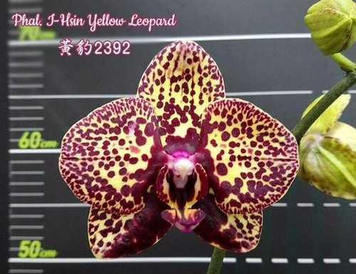 Орхидея Phal. I-Hsin Yellow Leopard