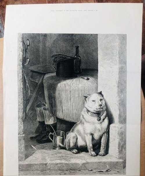 Антиквариат. Собака. Гравюра 1871г
