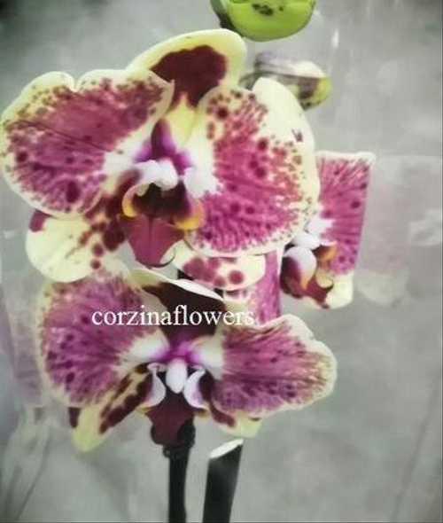 Фаленопсис Экзотик пунш орхидея