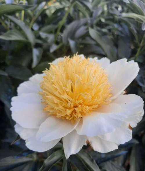 Пион Moon of Nippon