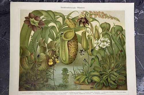 Цветная литография «Насекомоядные растения»