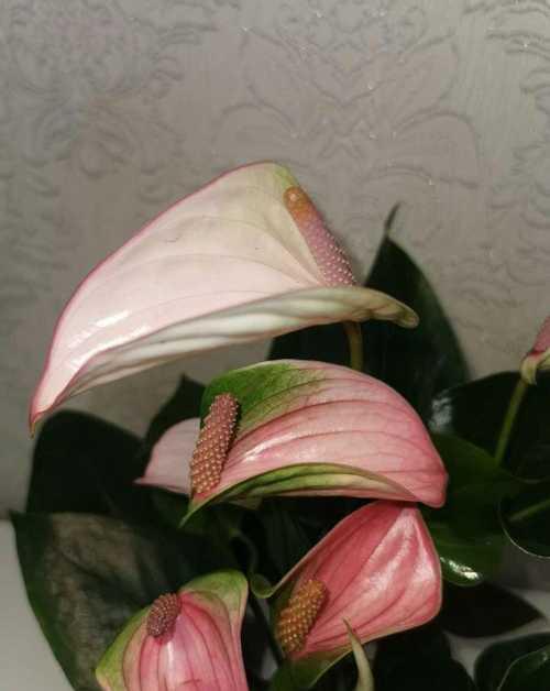 Антуриум джоли пульс Anthurium joli pulse