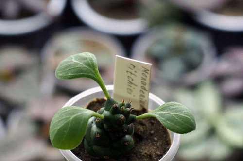 Монадениум ричи (Monadenium ritchiei)