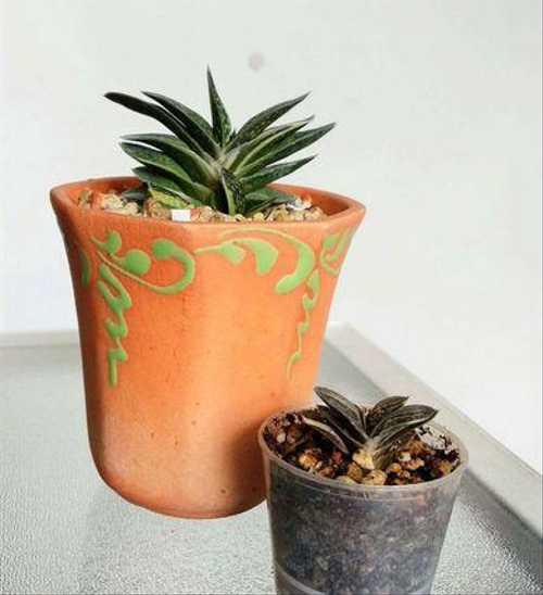 Гастерия Gasteria Gracilis variegata (суккуленты)