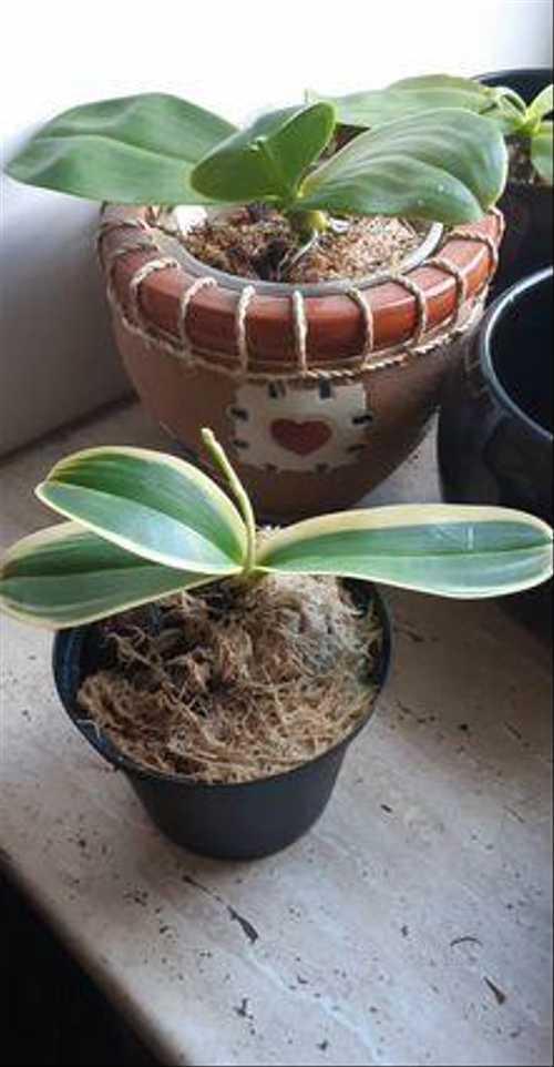 Продам Phalaenopsis amabilis auter Variegated