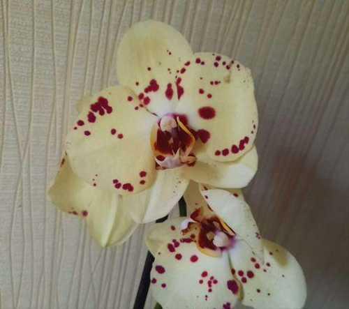 Орхидея Альбуфера