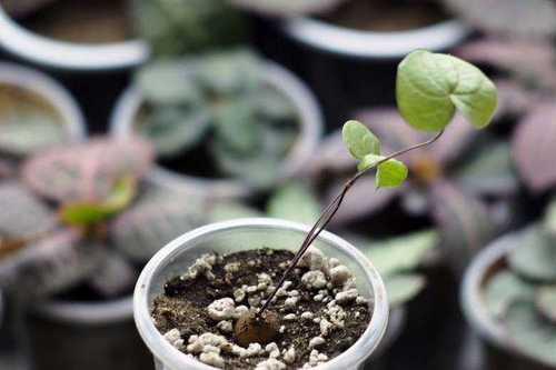 Диоскорея слоновая (dioscorea elephantipes)
