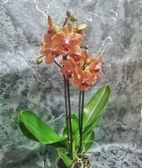 Орхидея фаленопсис ароматная sanset love