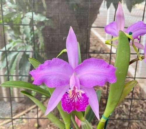 Орхидея катлея и фаленопсис