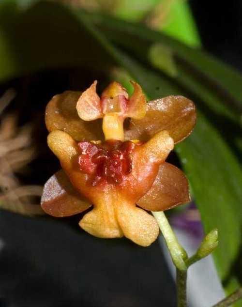 Орхидея мини Oncidium Twinkle Red Fire