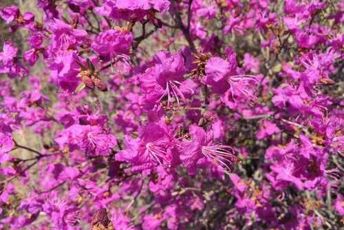 Багульник (Рододендрон) в букетах розница и опт