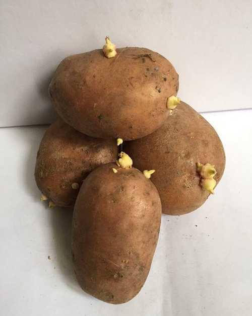 Сарпо мира картофель описание сорта фото