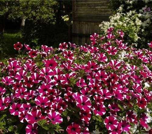 Cascadias bicolor cabernet петуния фото