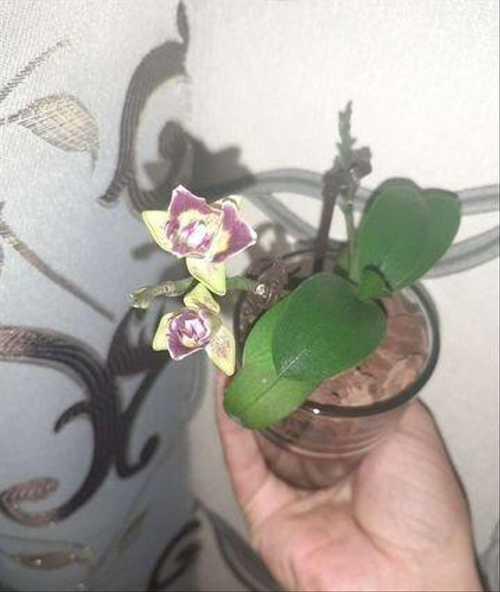 Орхидея sogo gotris peloric