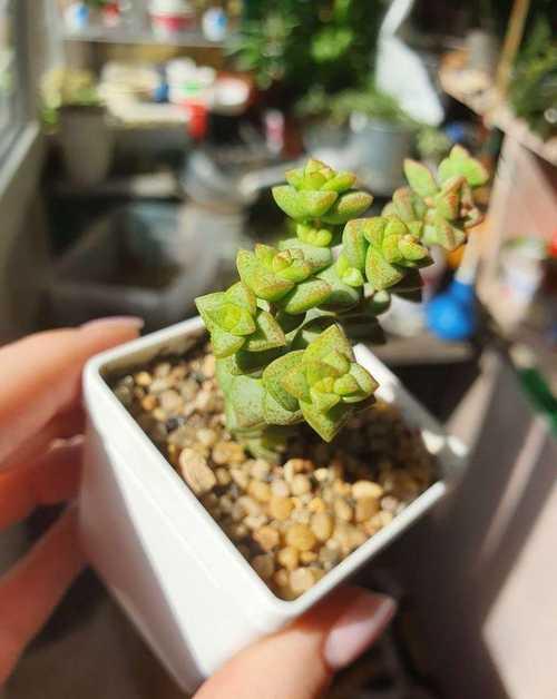 Суккулент Крассула Crassula Tom Thumb